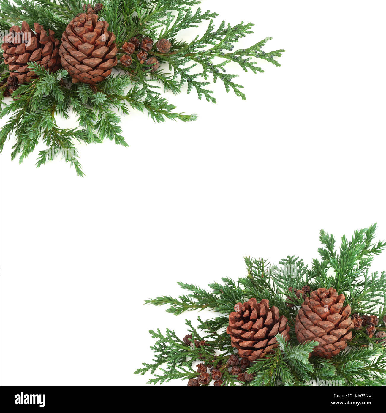 Cedar cypress and juniper leaf sprigs with pine cones forming a ...