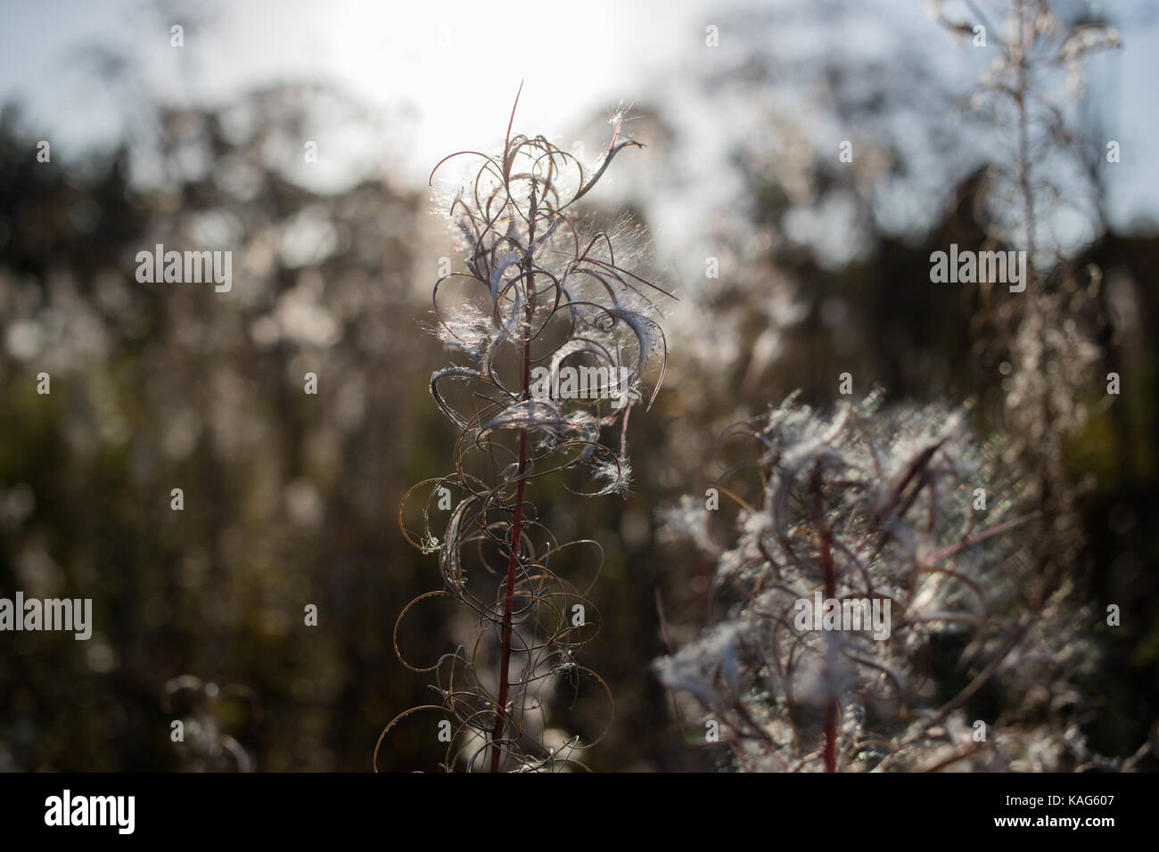 Fluffy plant outdoors Stock Photo - Alamy