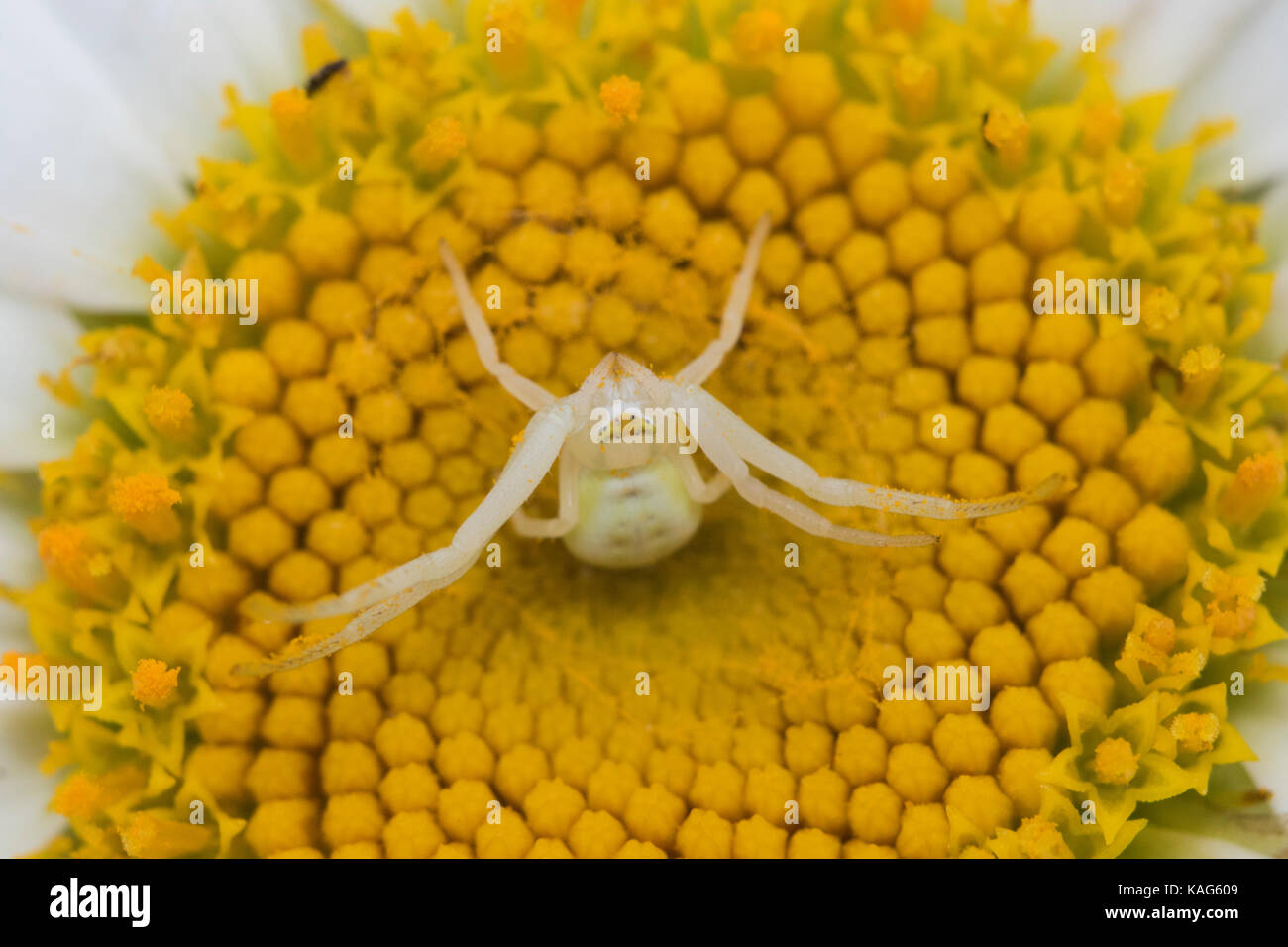 Bark crab spiders hi-res stock photography and images - Alamy