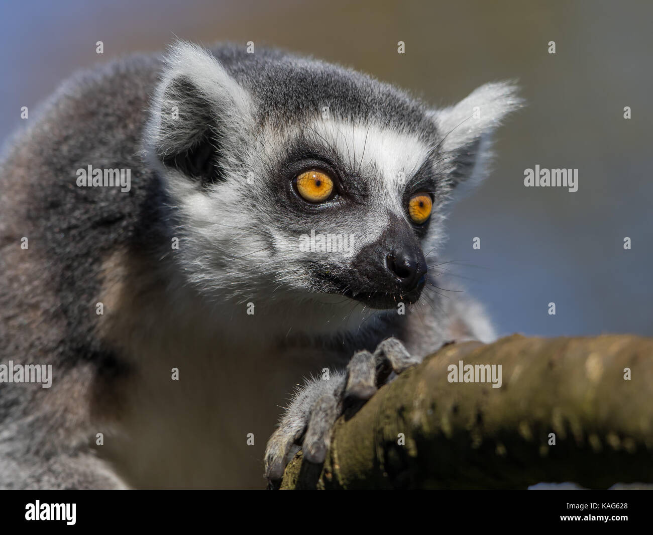 Detailed front view close up, ring-tailed lemur face (Lemur catta) in ...