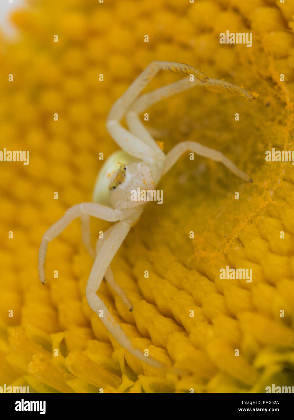 Bark crab spiders hi-res stock photography and images - Alamy