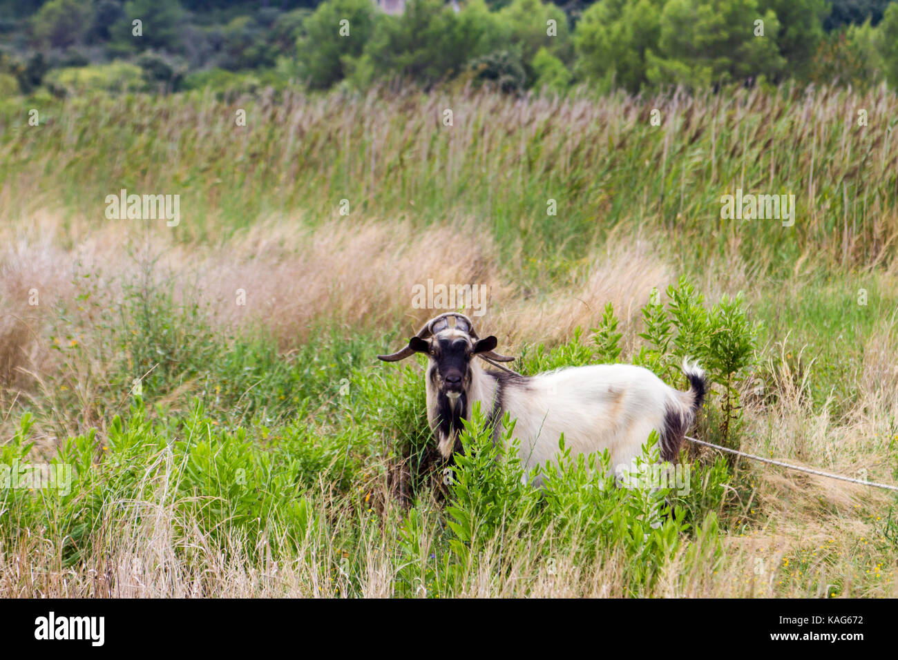 Goat on the field at Korcula island, Croatia Stock Photo - Alamy