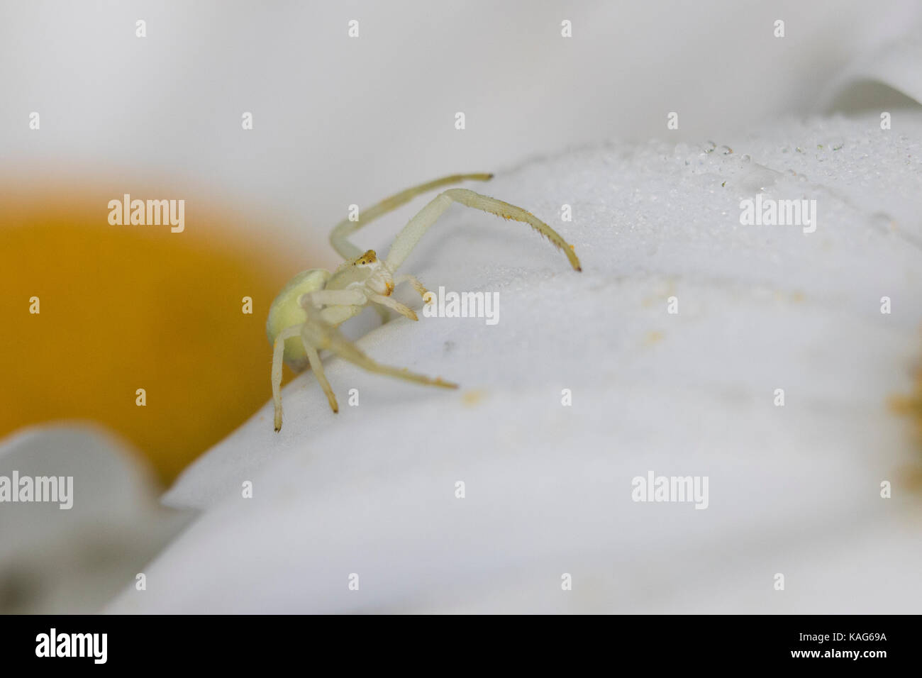 Bark crab spiders hi-res stock photography and images - Alamy