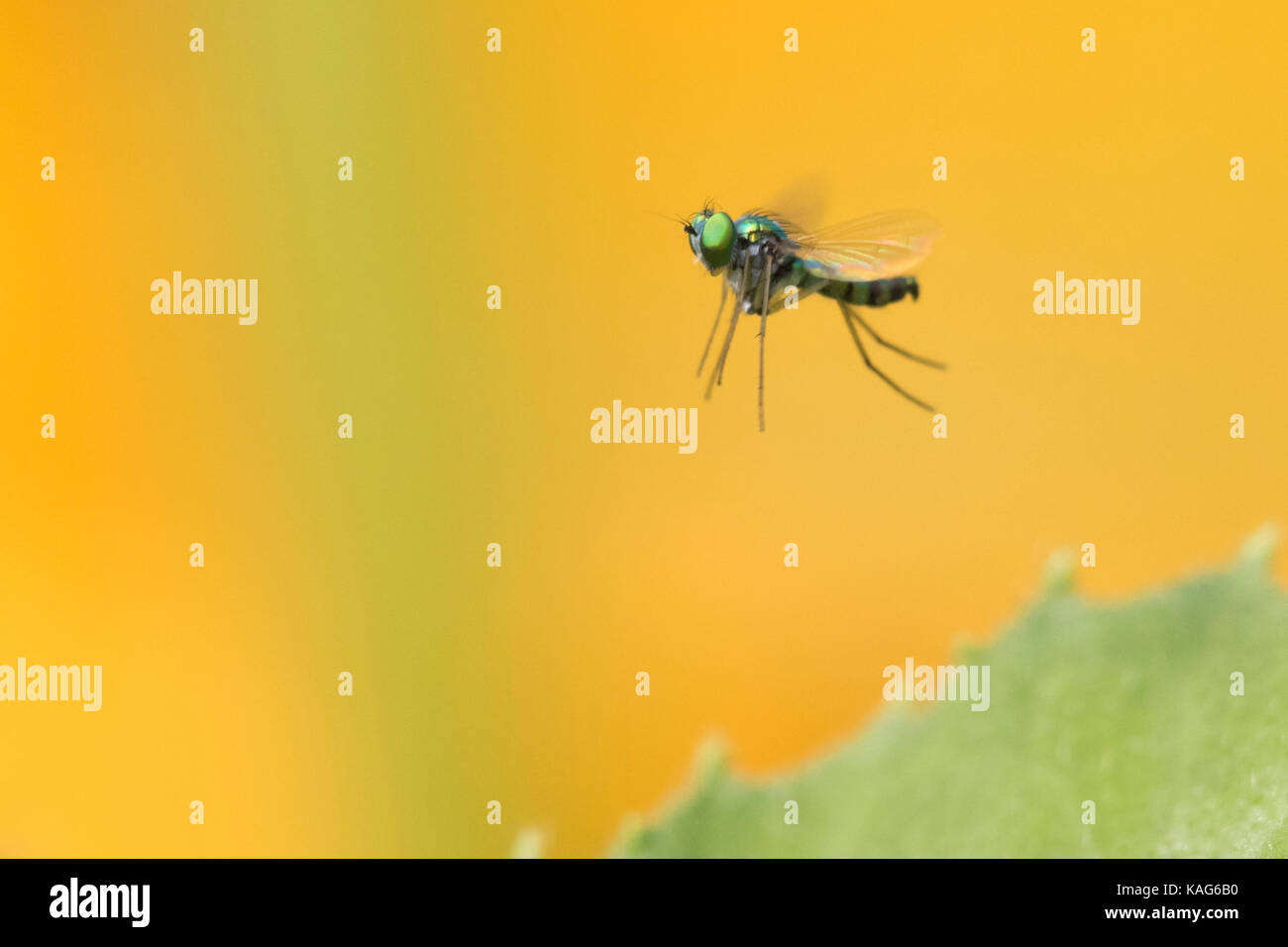 Long legged animals hi-res stock photography and images - Alamy