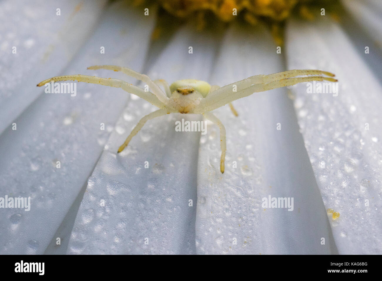 Bark crab spiders hi-res stock photography and images - Alamy