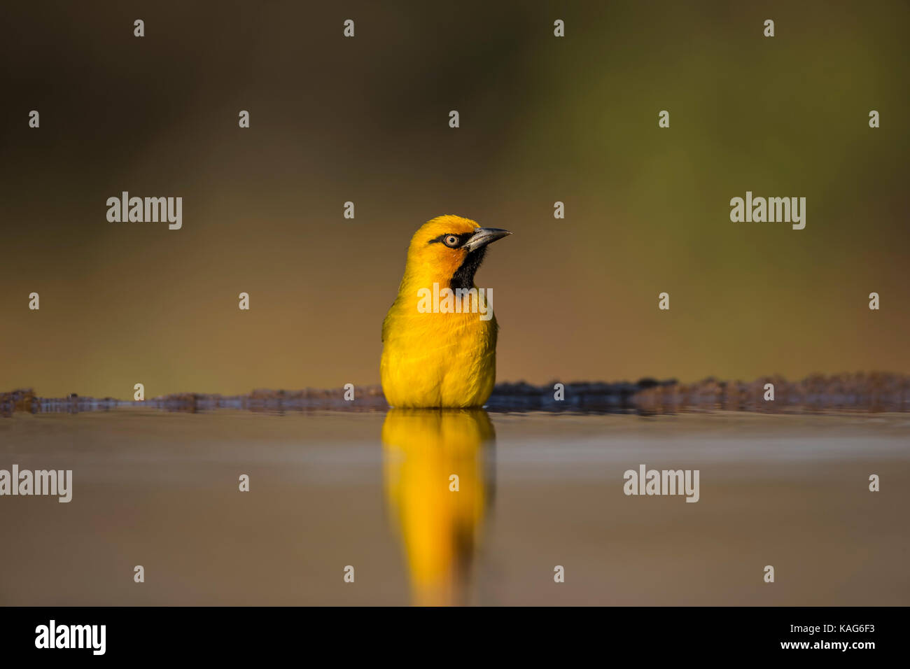 Spectacled Weaver Ploceus ocularis bathing at dusk in a reflecting ...
