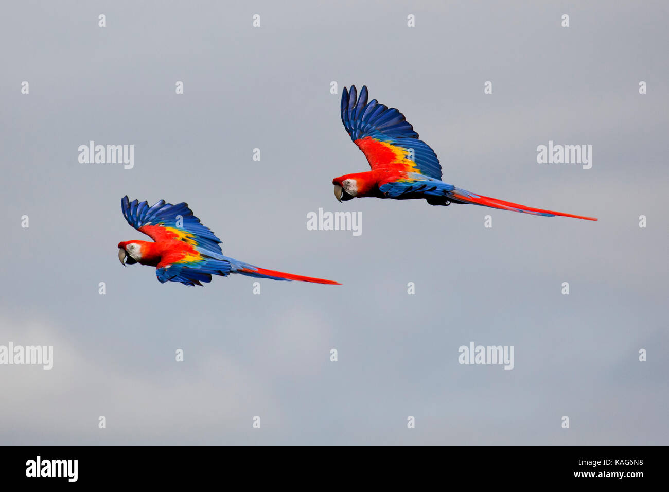 Two Scarlet Macaws flying close to each other Stock Photo - Alamy