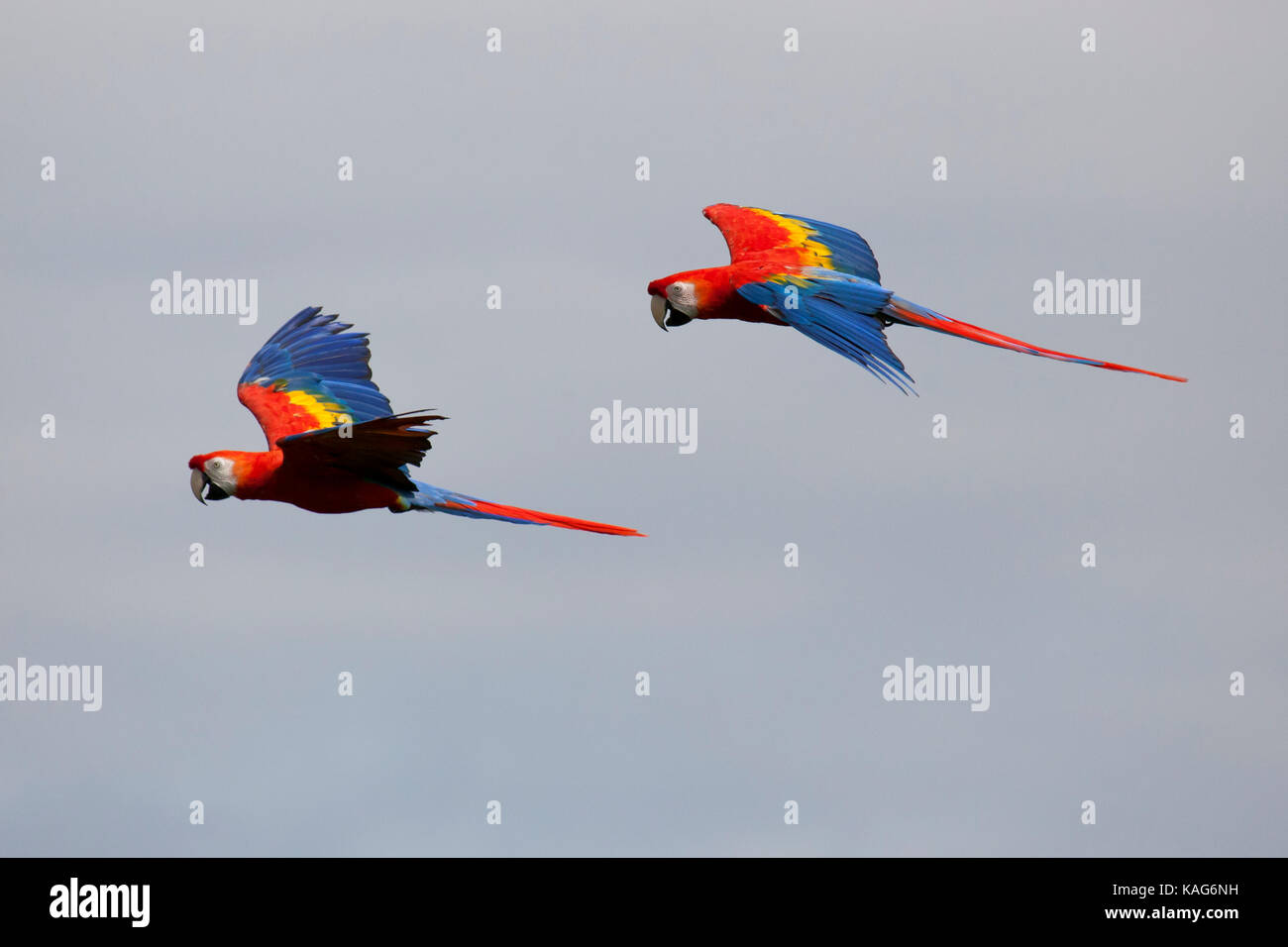 Two scarlet macaws hi-res stock photography and images - Alamy