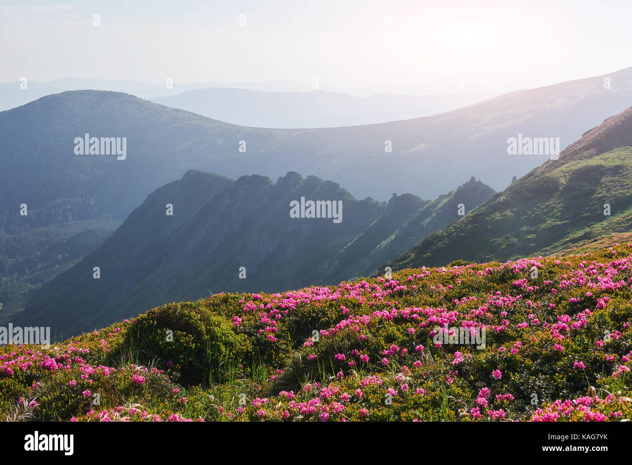 Rhododendrons bloom in a beautiful location in the mountains. Flowers ...