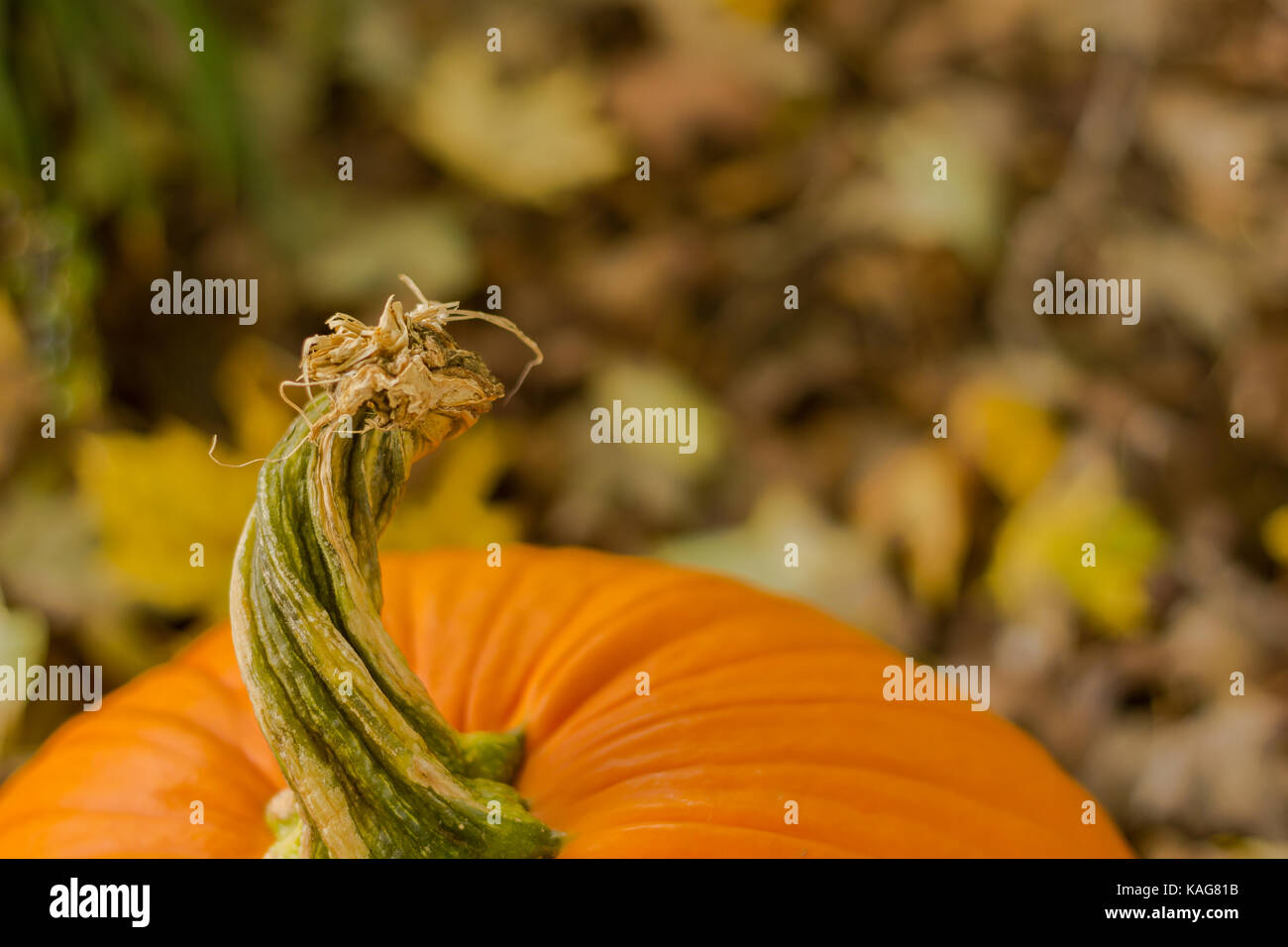 Ribbed stem hi-res stock photography and images - Alamy