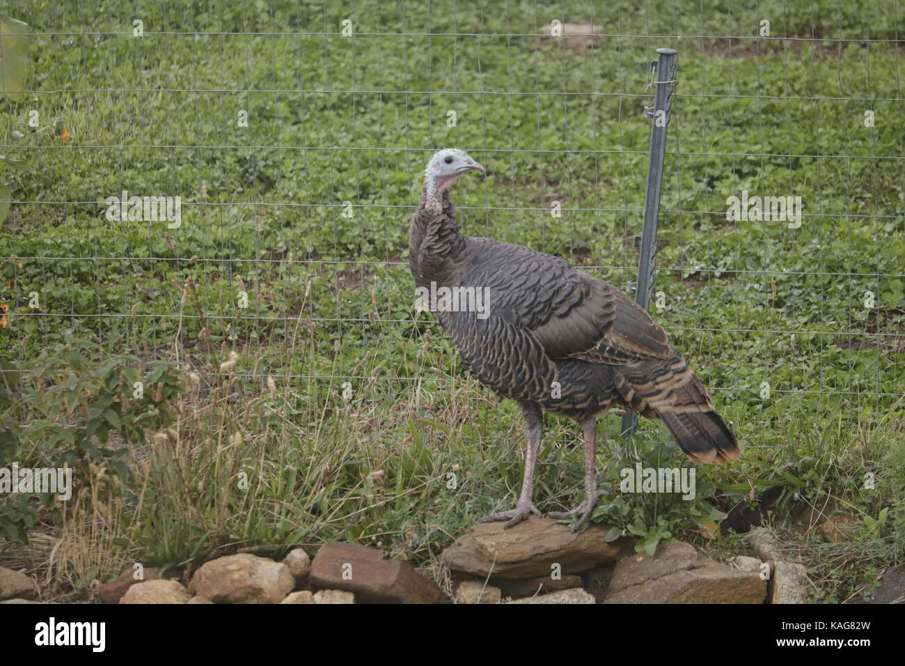 Adult male heirloom wild turkey, American Thanksgiving holiday dinner ...