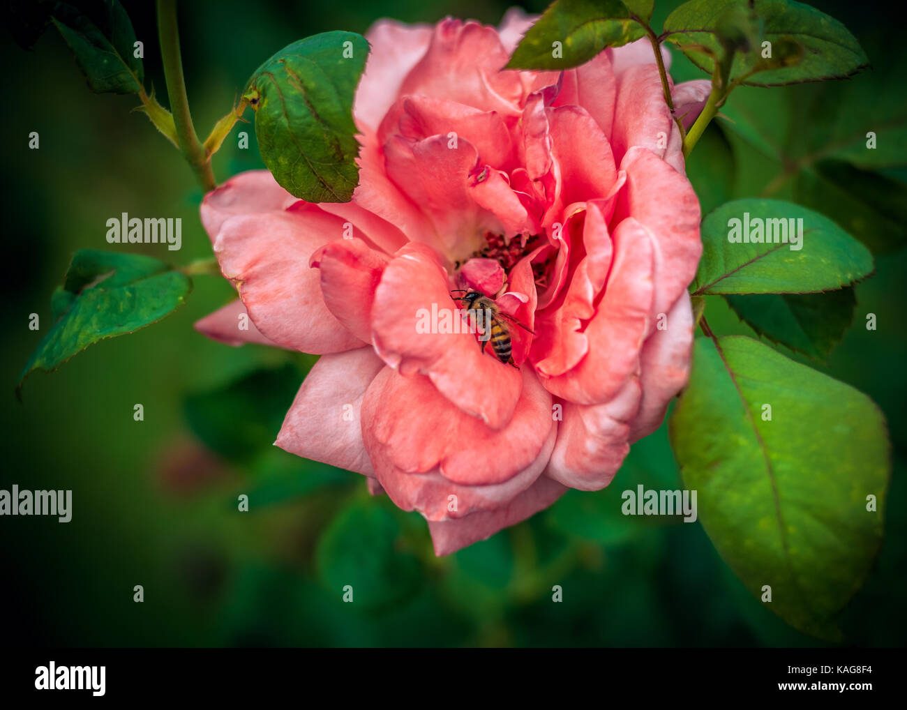 Rose delicate hi-res stock photography and images - Alamy