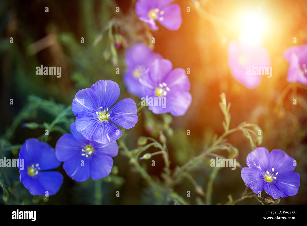 Blue bokeh flower hi-res stock photography and images - Alamy
