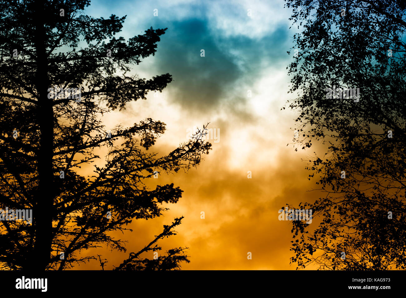 silhouette trees - color effect Stock Photo - Alamy