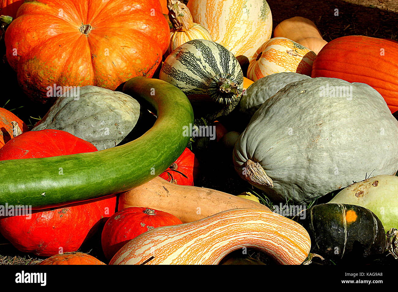 Autumn harvest showing pumpkins, gourds and squash Stock Photo - Alamy