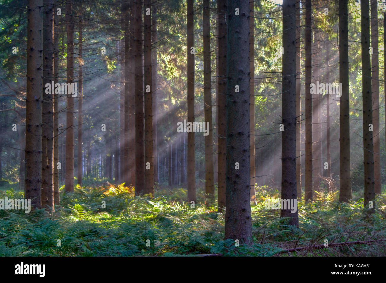 Sunlight trees ferns forest hi-res stock photography and images - Alamy