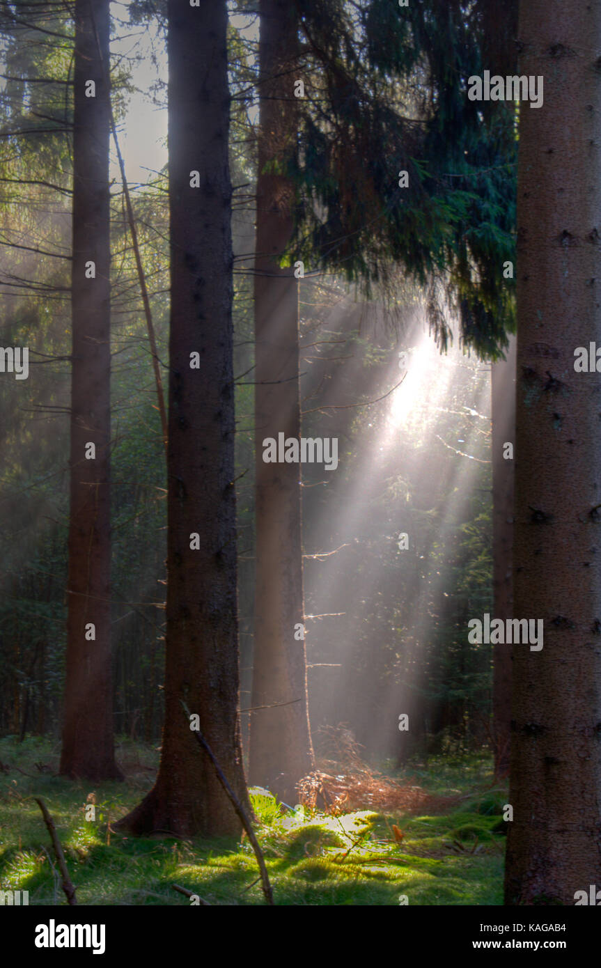 Dark forest sun rays hi-res stock photography and images - Alamy