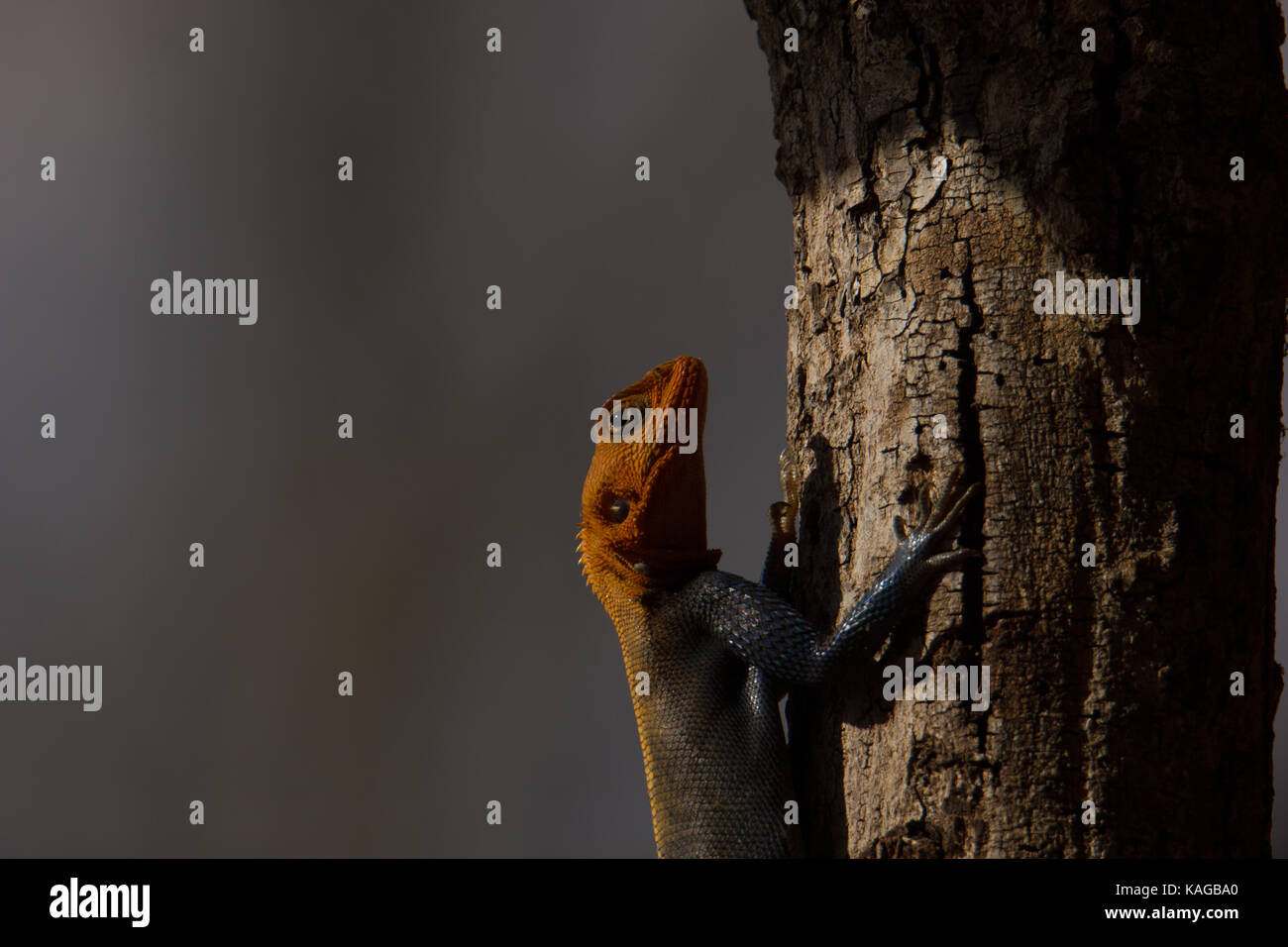 Mwanza Flat-headed Agama Lizard Stock Photo - Alamy