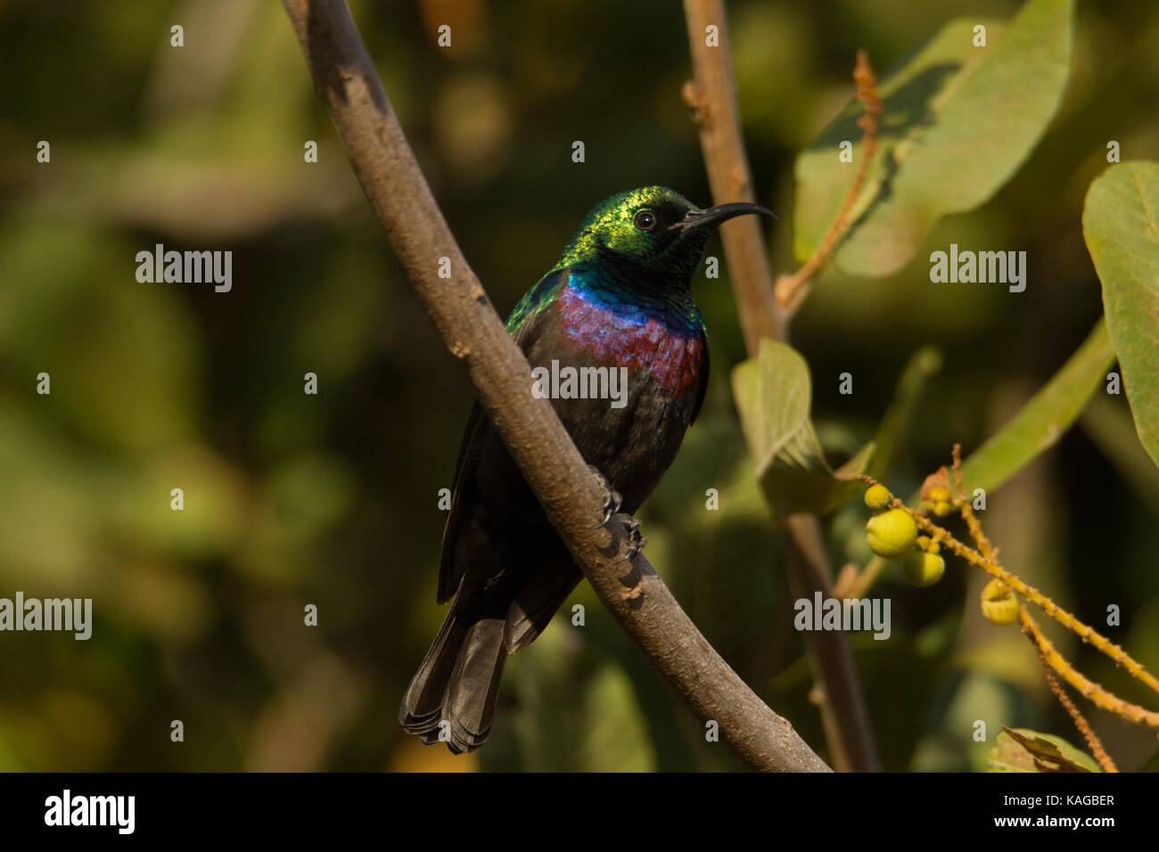 Red chested sunbird hi-res stock photography and images - Alamy