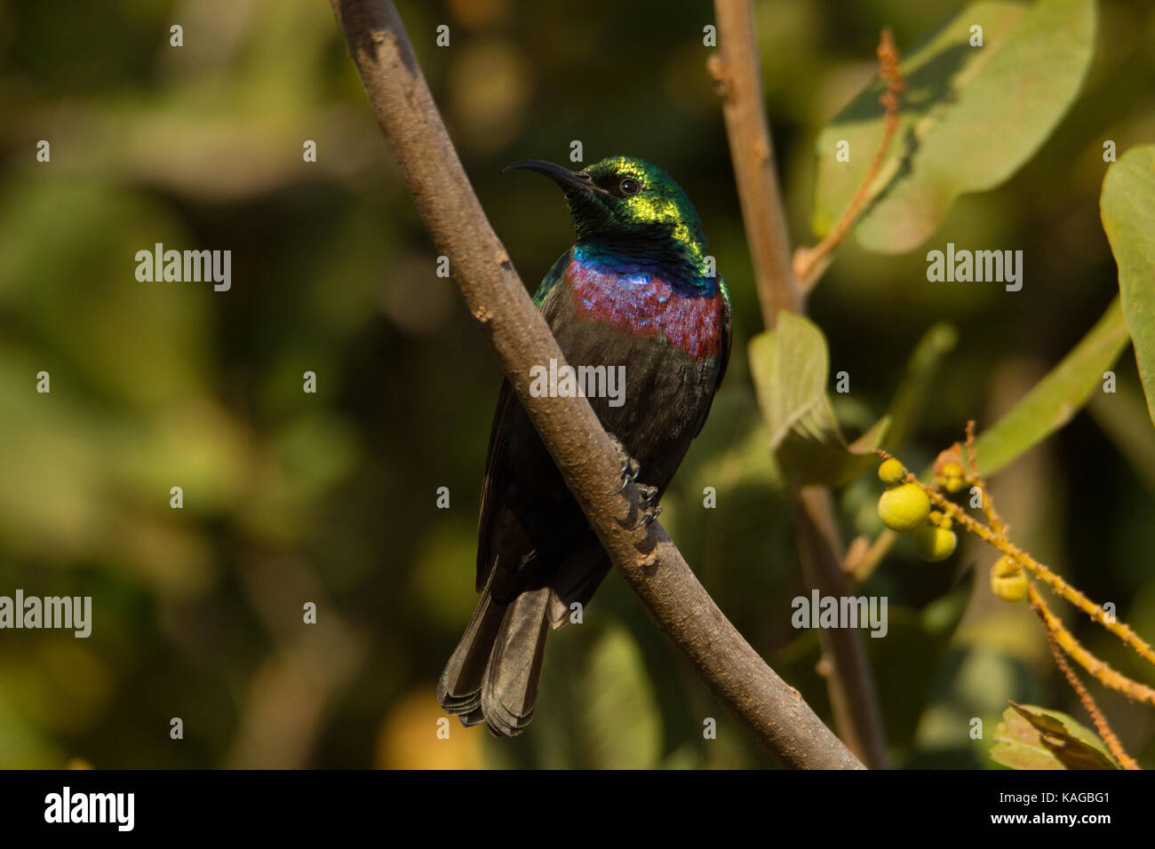 Purple chested hi-res stock photography and images - Alamy
