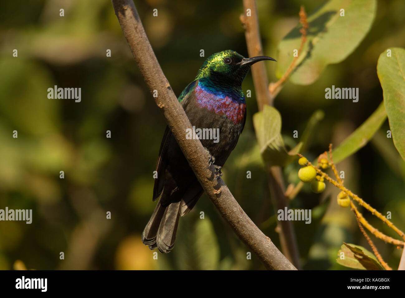 Red chested sunbird hi-res stock photography and images - Alamy