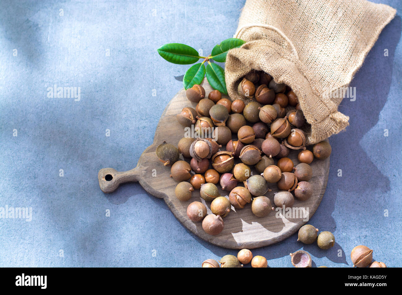 Australian macadamia nuts, unpeeld fresh harvest close up Stock Photo ...