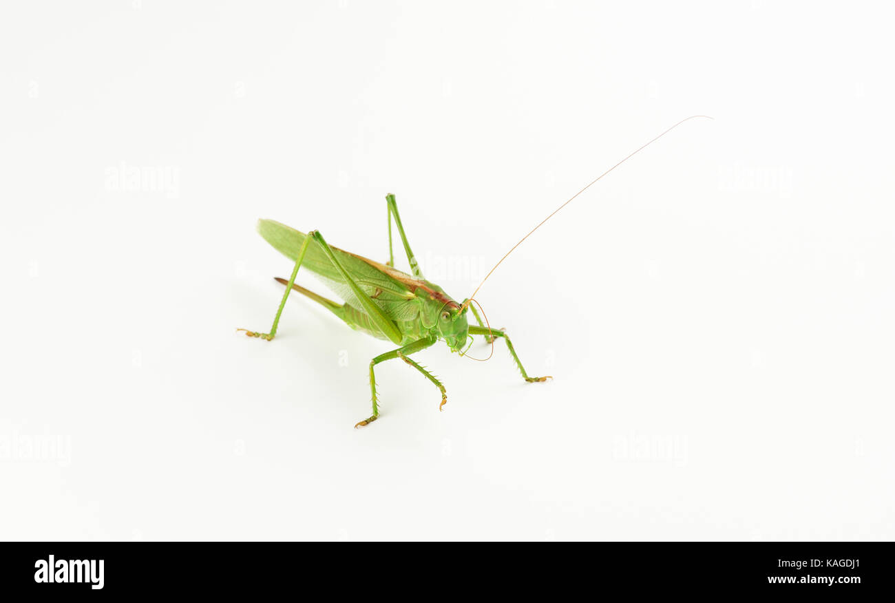 big green grasshopper isolated on white background Stock Photo - Alamy