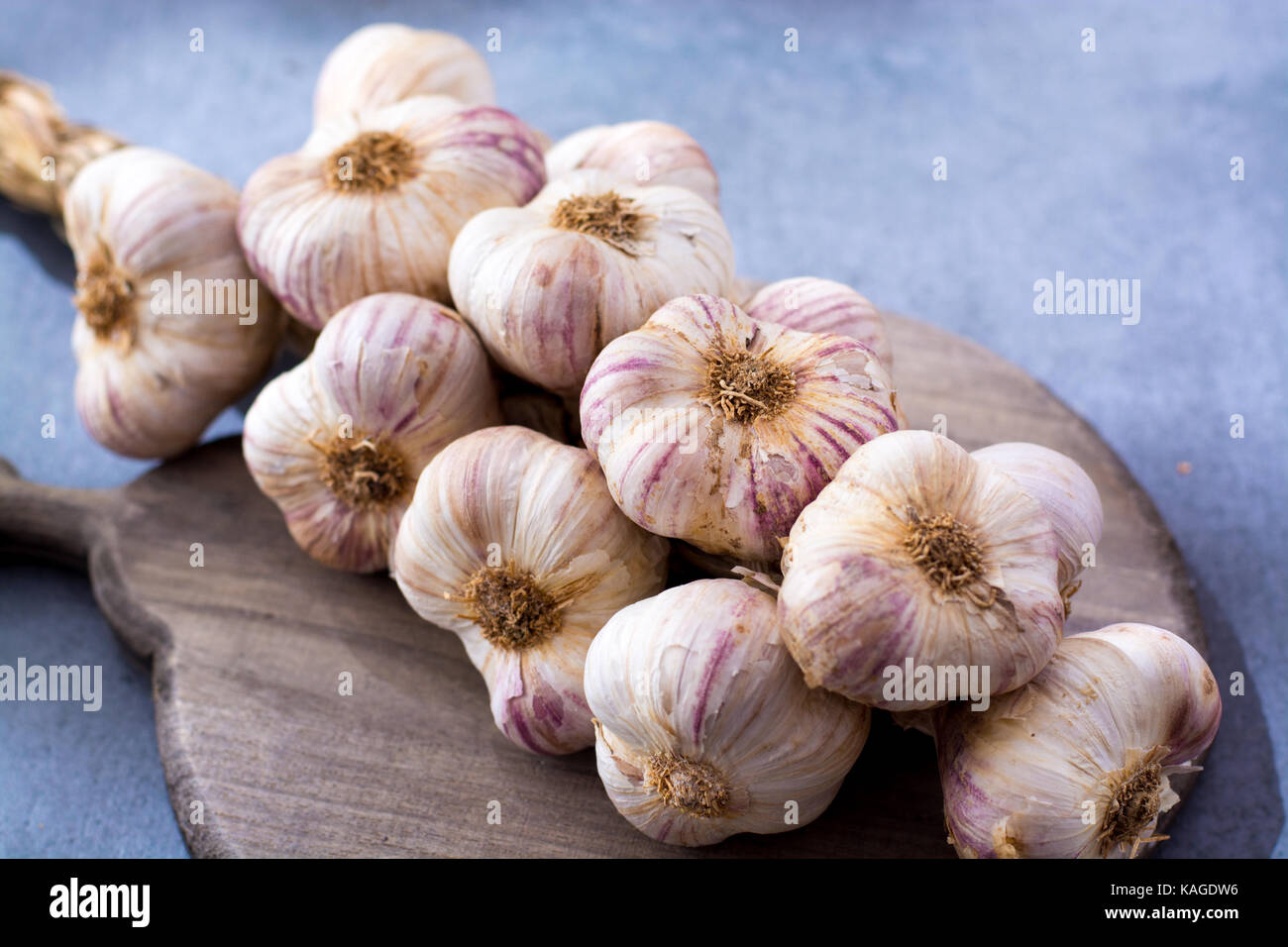 New harvest french big violet garlic braid on gray background Stock ...