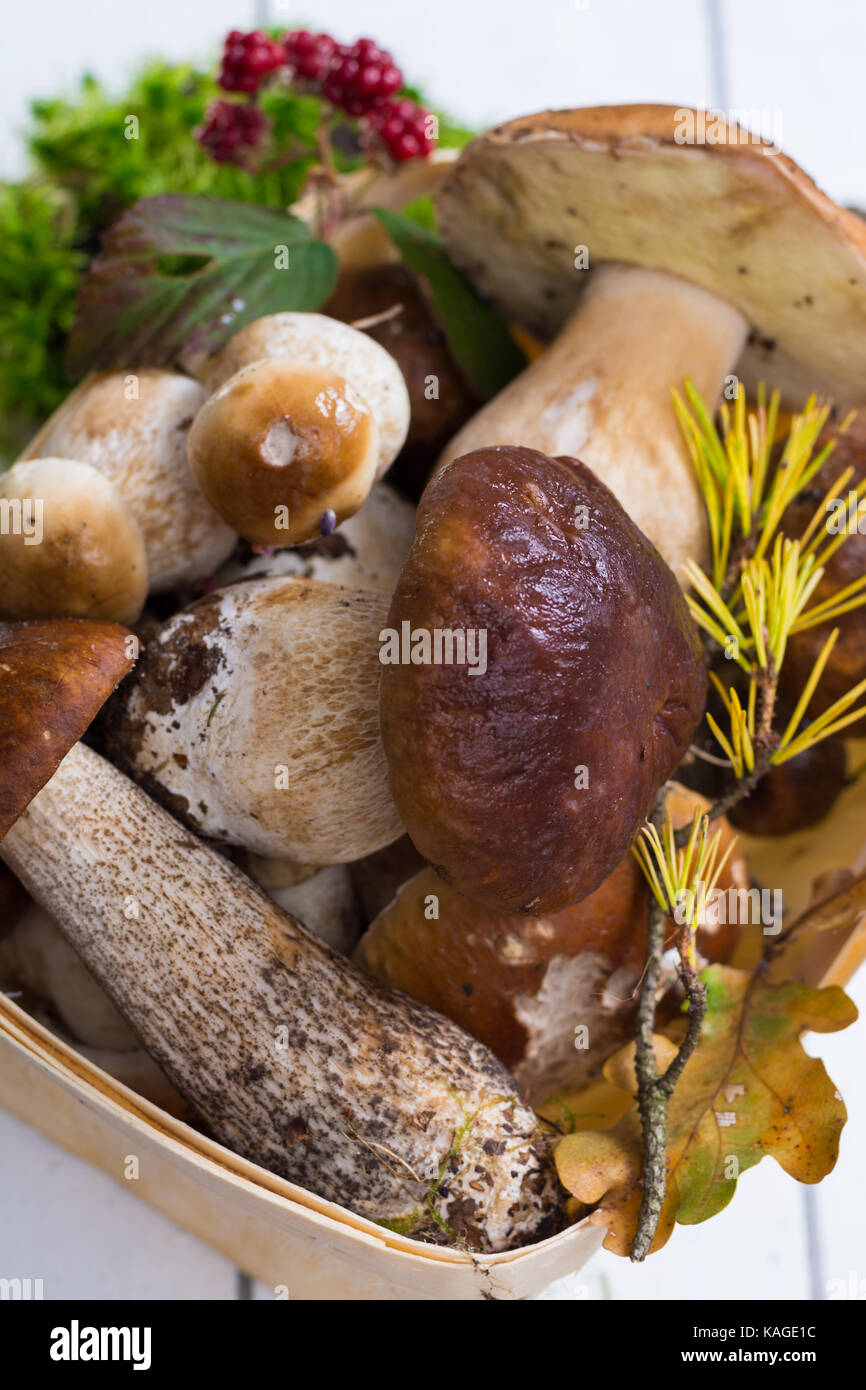Boletus edulis, cepe, porcini mushrooms unwashed on white wooden ...