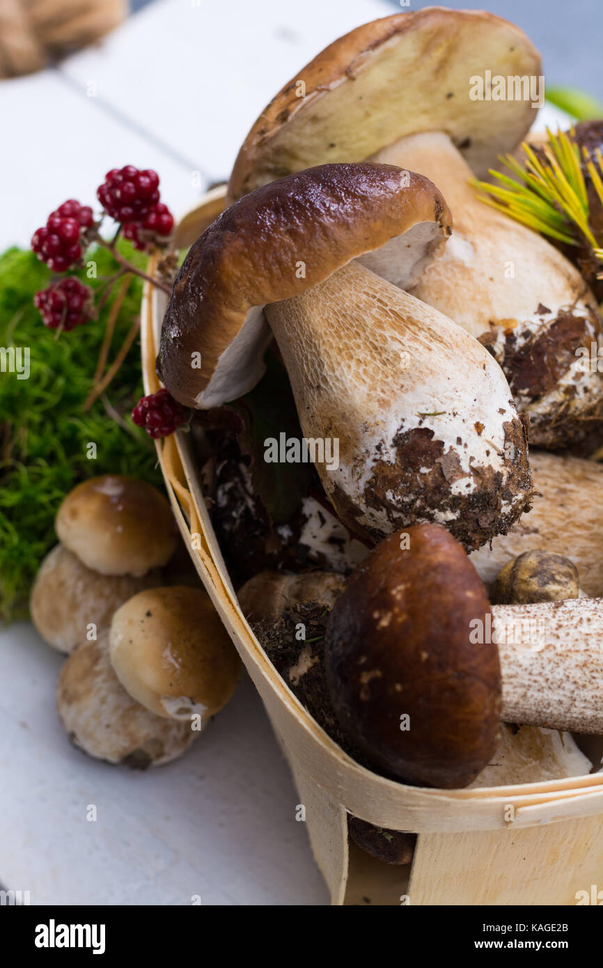 Boletus edulis, cepe, porcini mushrooms unwashed on white wooden ...