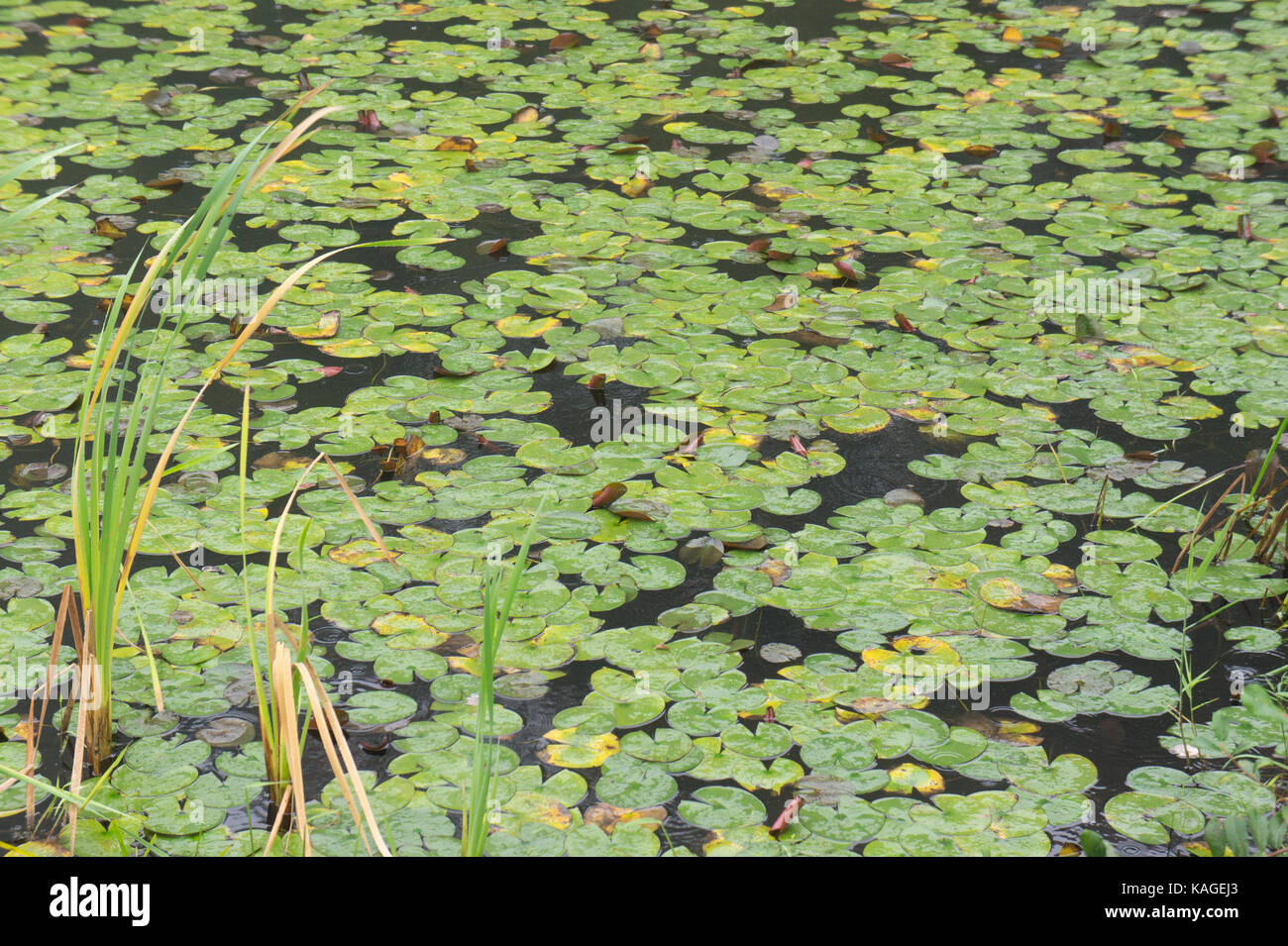 Marsh lilies hi-res stock photography and images - Alamy