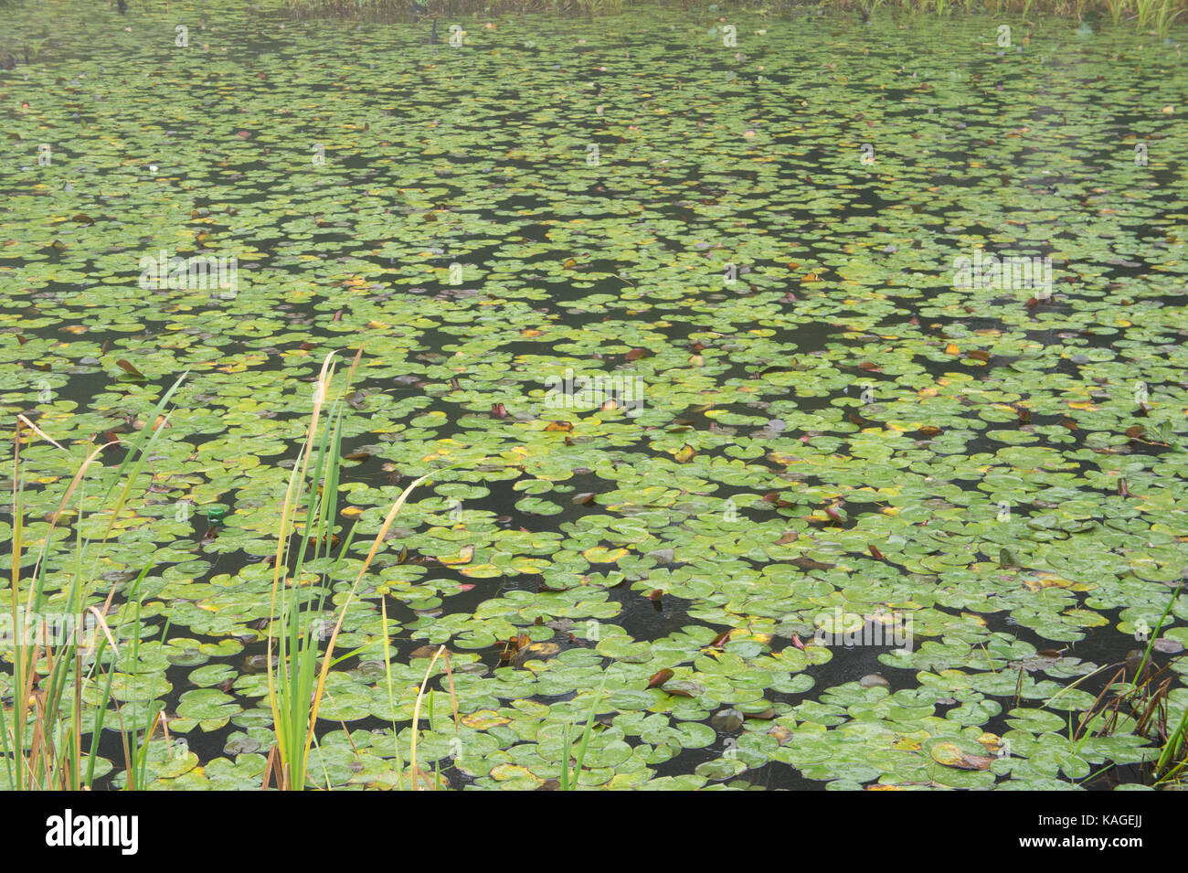 Marsh marigold or cowslip hi-res stock photography and images - Alamy
