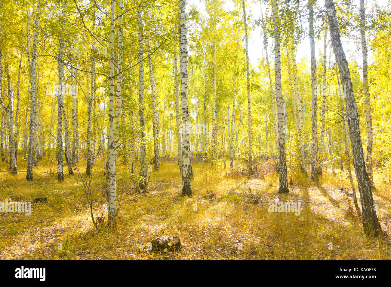 autumn birch forest Stock Photo - Alamy autumn birch forest Stock Photo - Alamy
