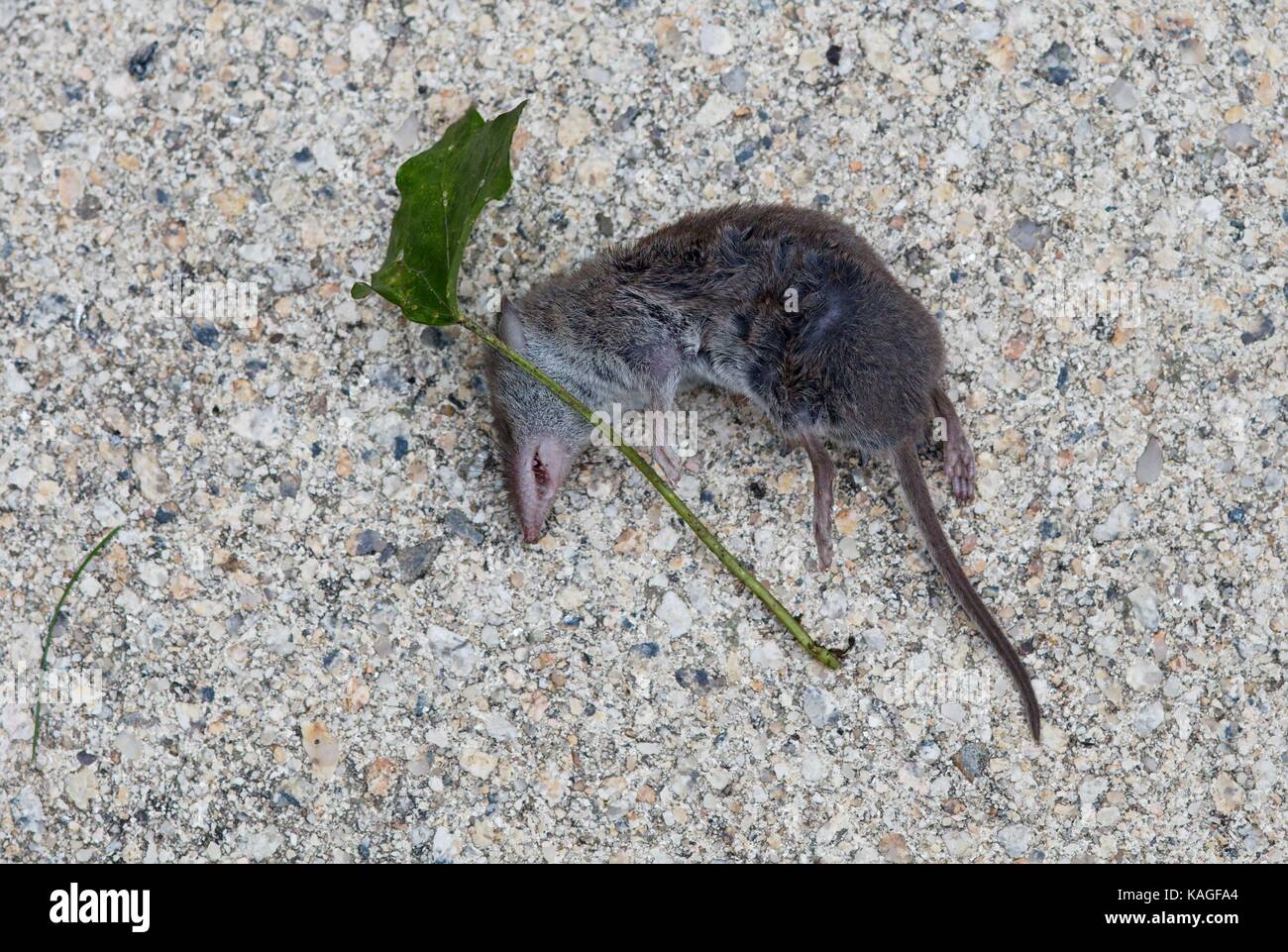 Dead shrew mouse hi-res stock photography and images - Alamy