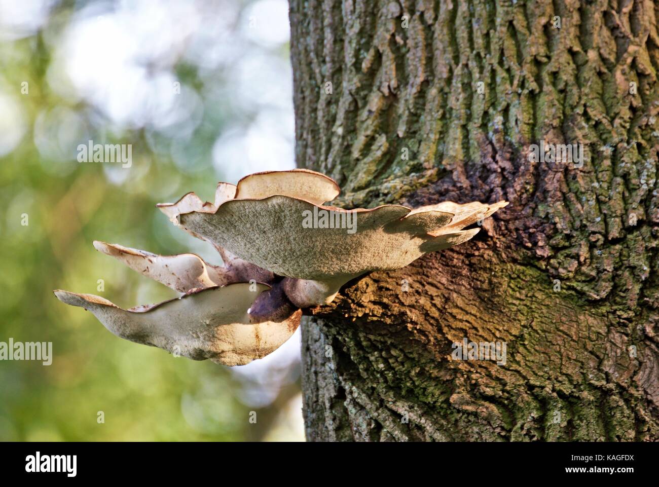 Fungus on tree trunk Stock Photo - Alamy