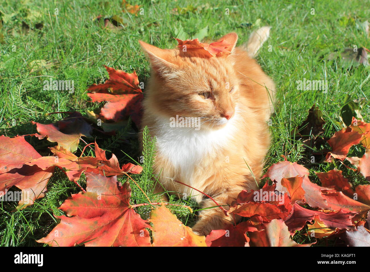 beautiful bright orange color fluffy cat play on green grass in red ...