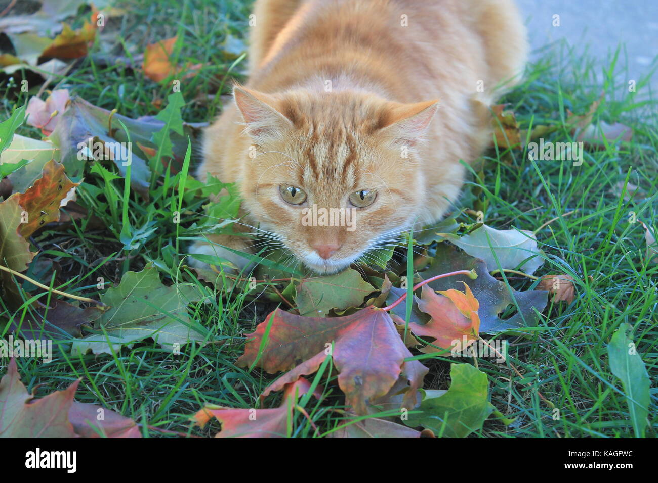 beautiful bright orange color fluffy cat play on green grass in red ...