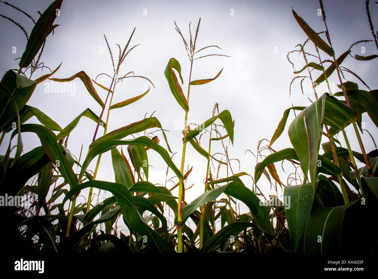Bio fuel technology hi-res stock photography and images - Alamy