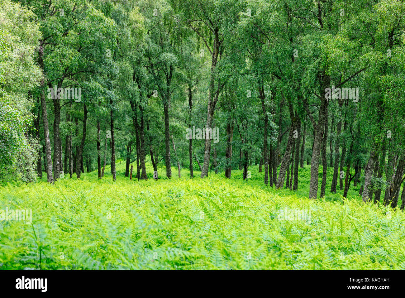 Green vista of ferns and trees, Glen Lyon, Scotland Stock Photo - Alamy