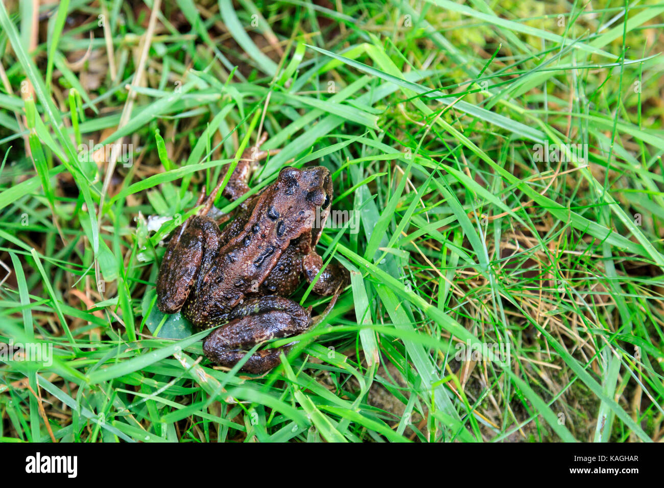 Common frog or grass frog Stock Photo - Alamy