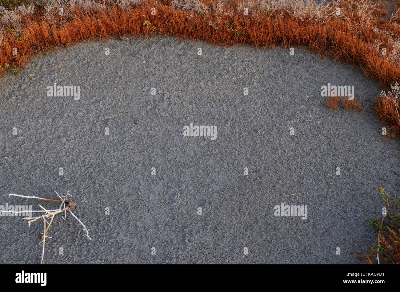 Plants framing a dry section of lake bed at the Great Salt Lake. Close ...