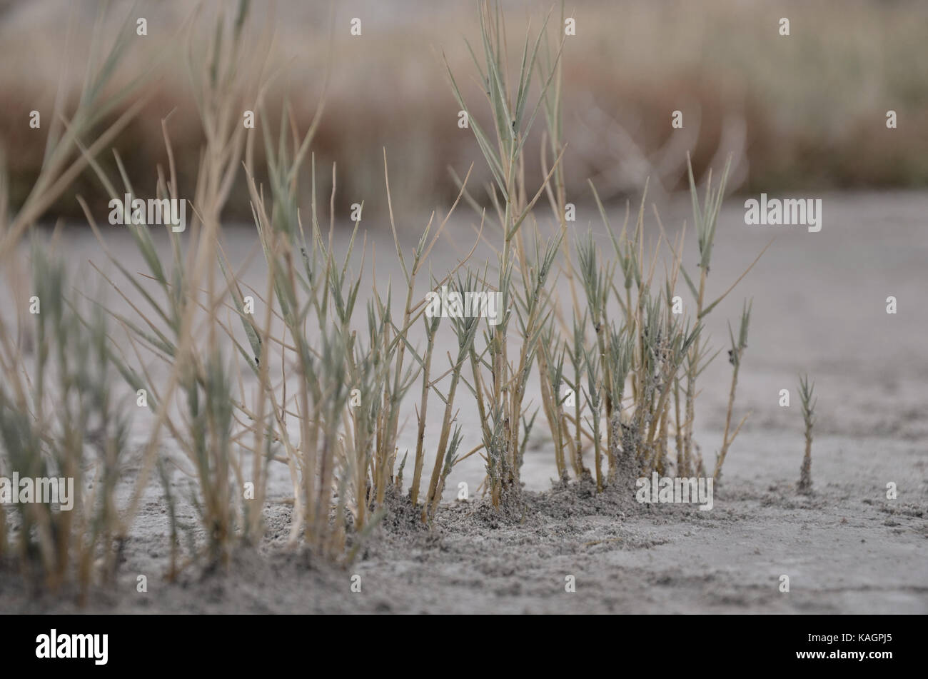 Great salt lake desert hi-res stock photography and images - Alamy