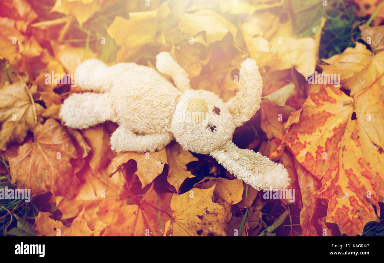 toy rabbit in fallen autumn leaves Stock Photo - Alamy