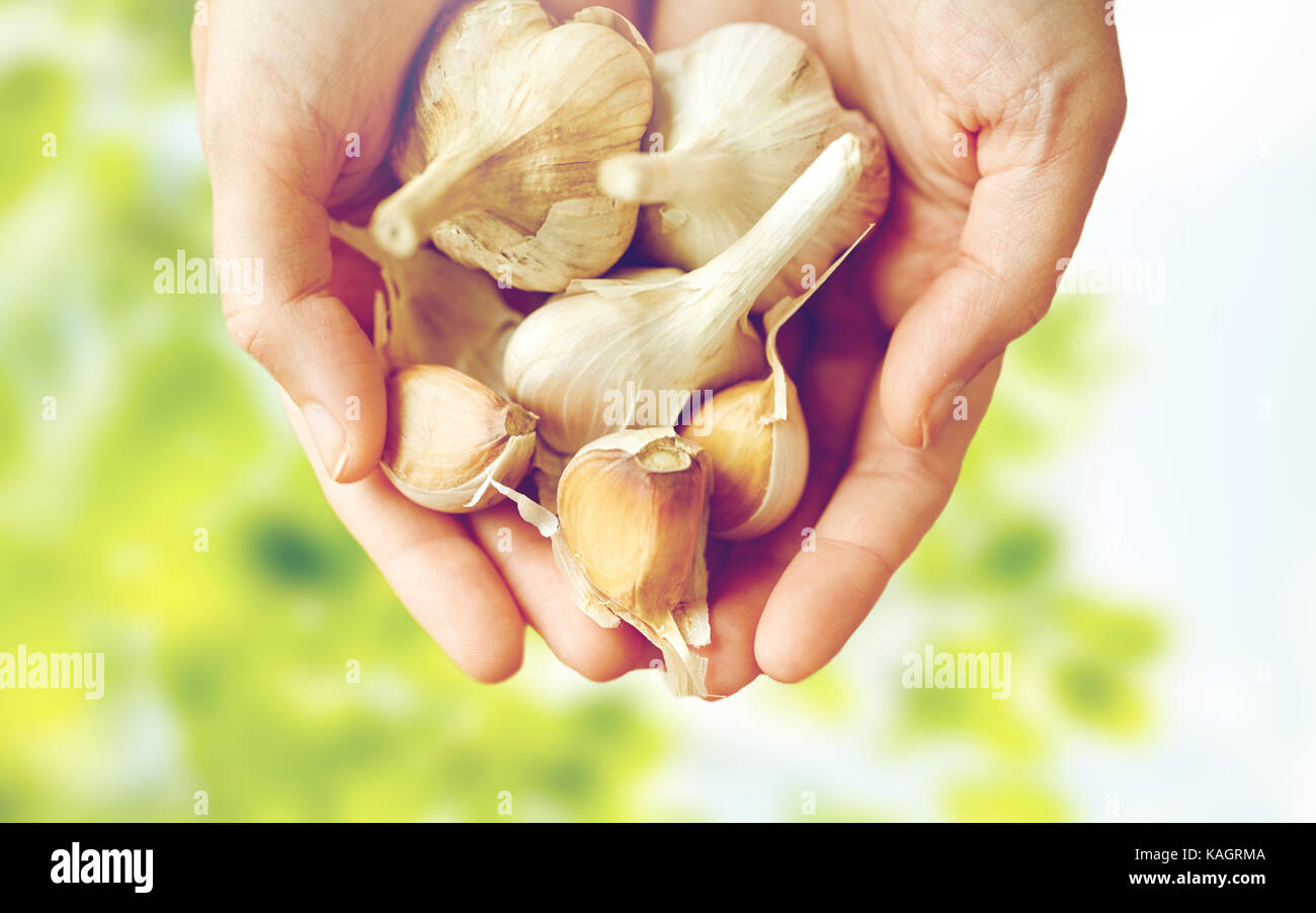 female hands holding garlic Stock Photo - Alamy