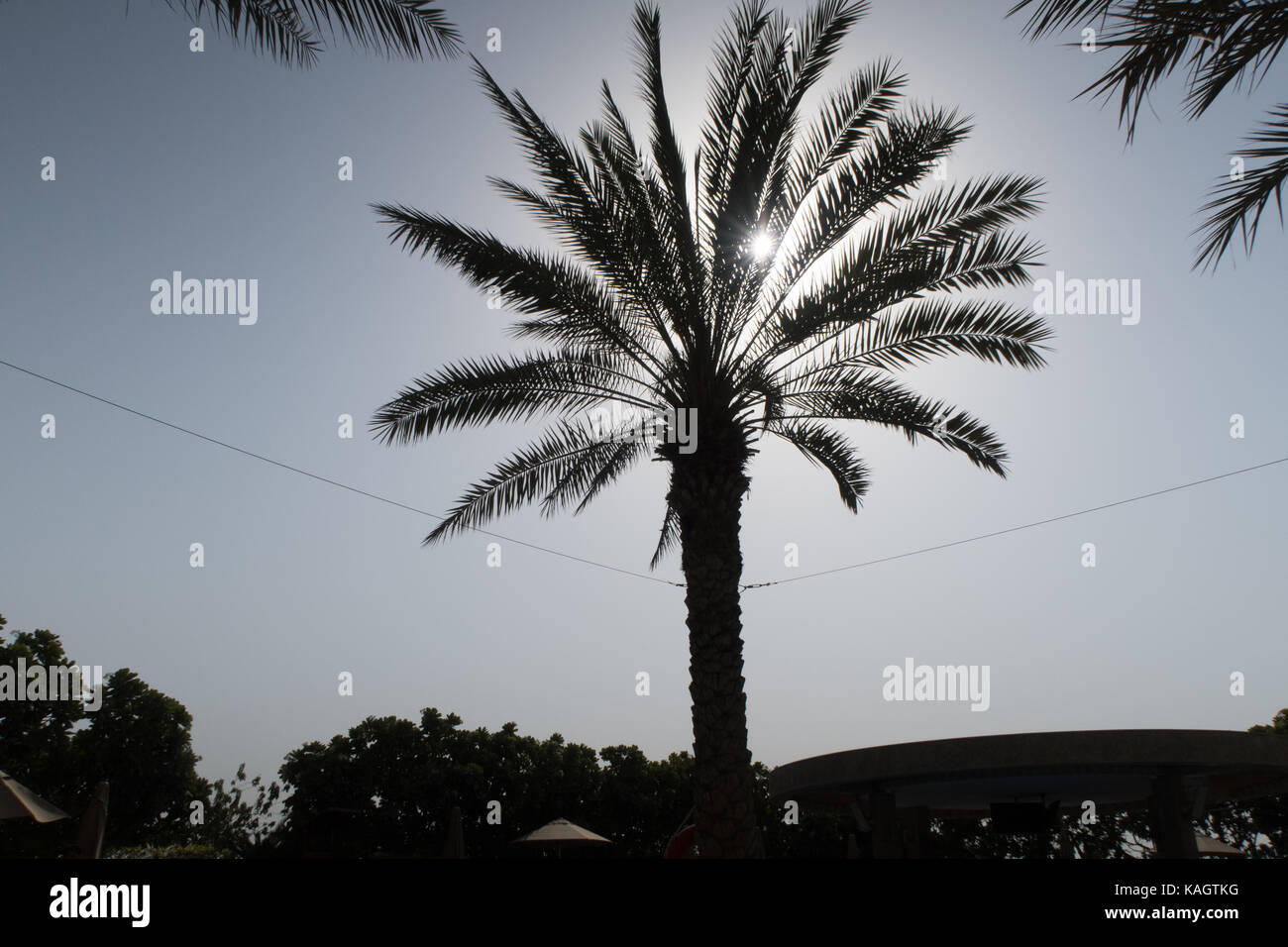 Palm tree in Dubai Stock Photo - Alamy