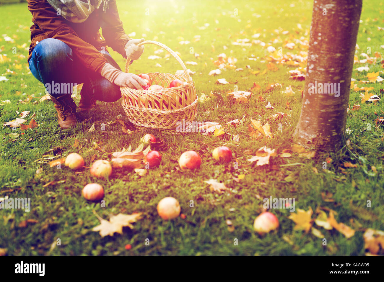 woman with basket picking apples at autumn garden Stock Photo - Alamy