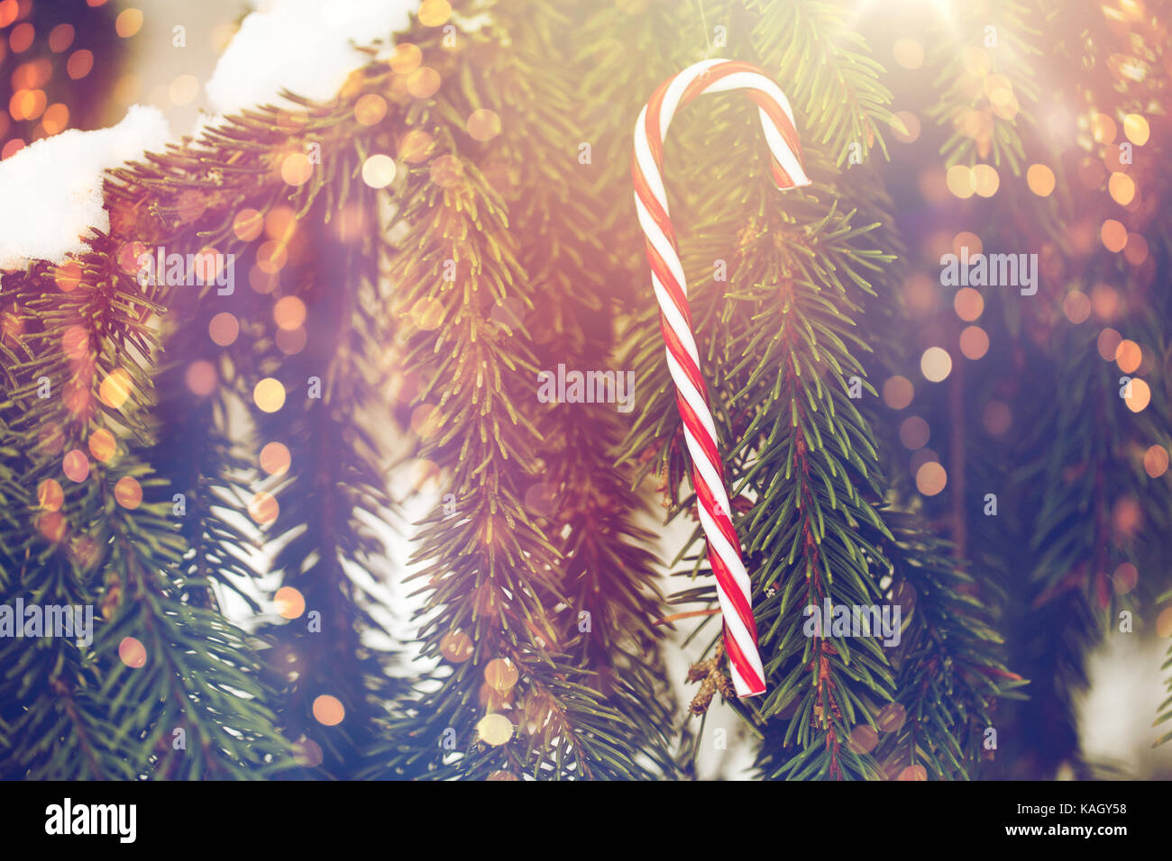 Fir tree candy cane hi-res stock photography and images - Alamy