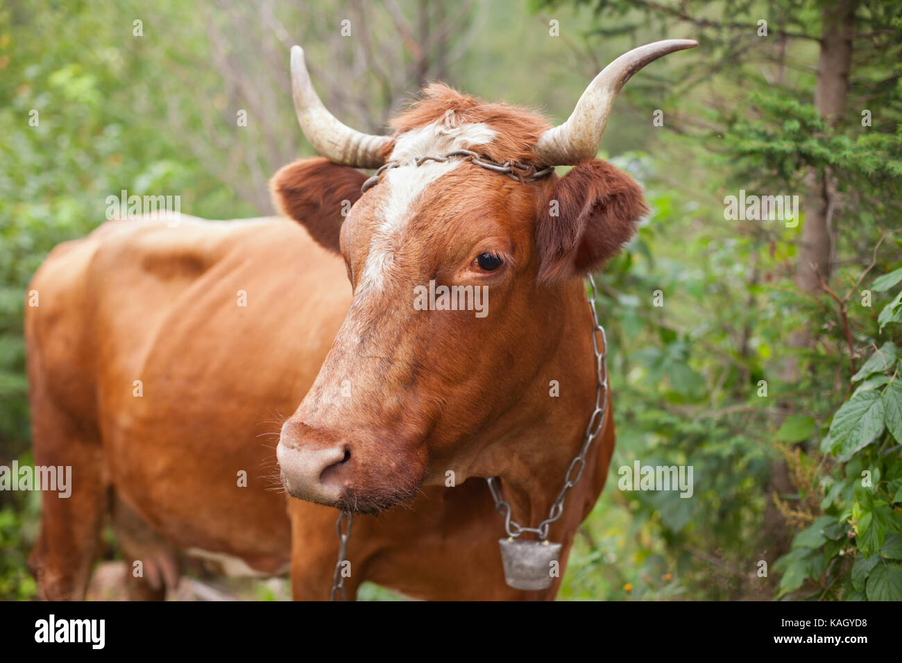 Brown cow in the forest Stock Photo - Alamy