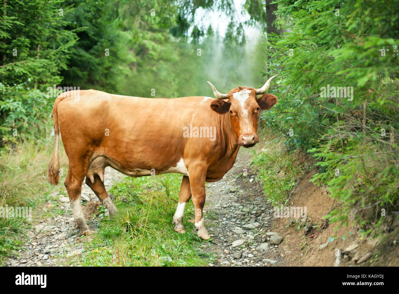 Brown cow in the forest Stock Photo - Alamy