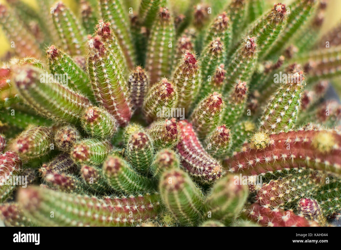Cactus right before blooming. Selective focus Stock Photo - Alamy